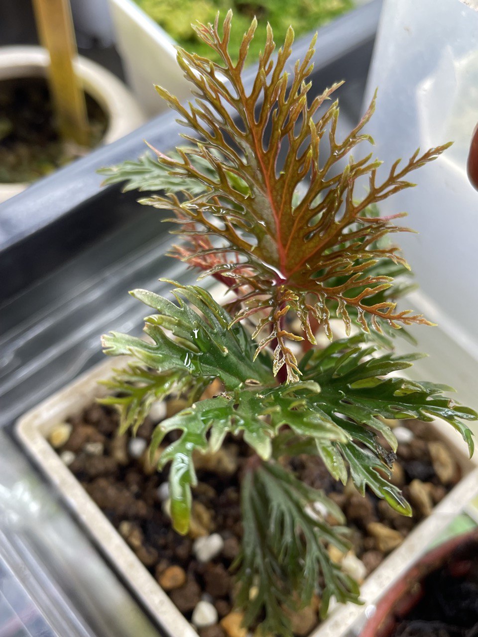 Begonia bipinnatifida 二回羽裂秋海棠 · Torai's Garden