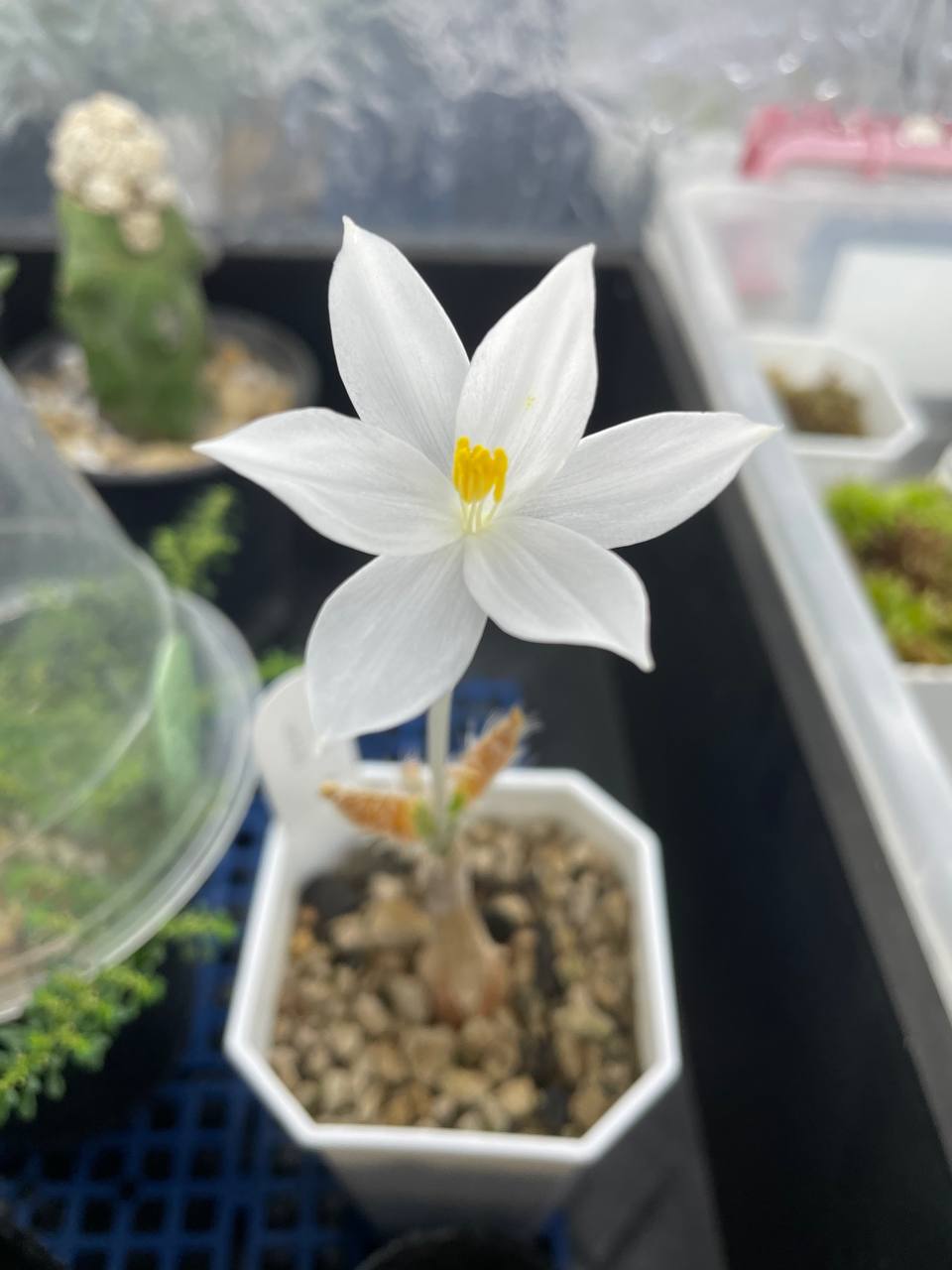 Gethyllis setosa 金剛鑽 · Torai's Garden