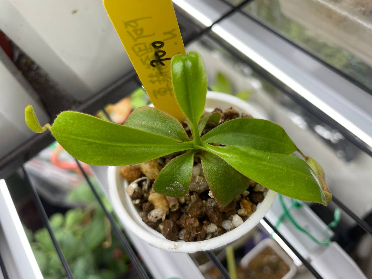 Nepenthes X Alisaputrana Rajah X Burbidgeae Native Exotics